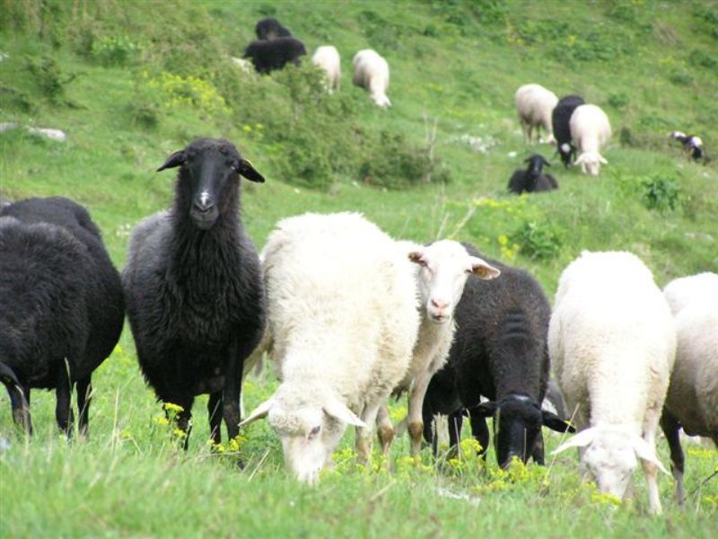 Bovška ovca - Register pasem