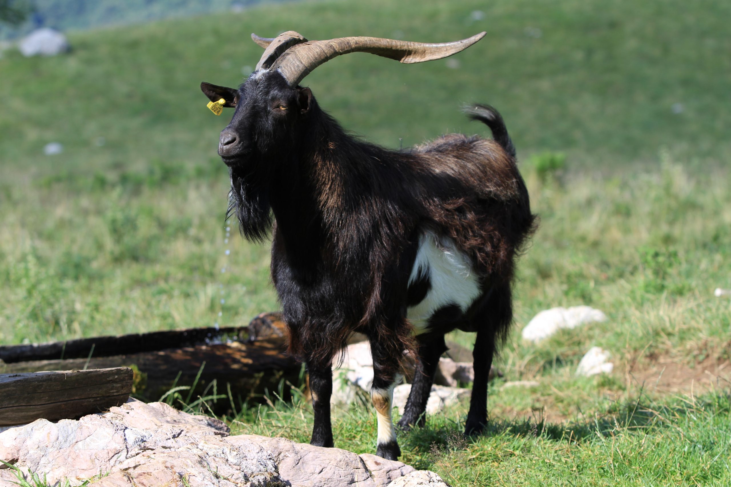 Drežniška koza - Register pasem