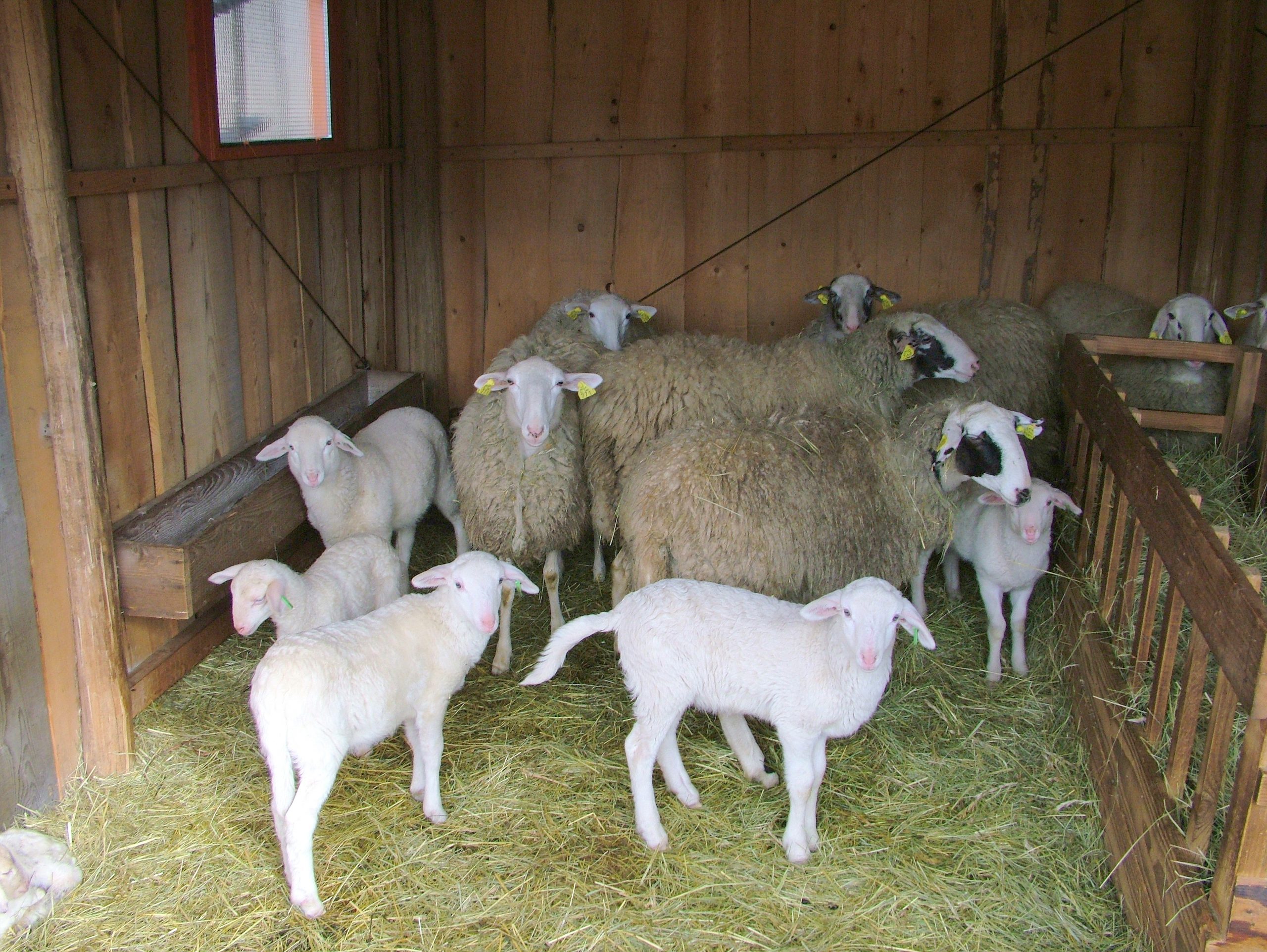 Oplemenjena jezersko-solčavska ovca - Register pasem