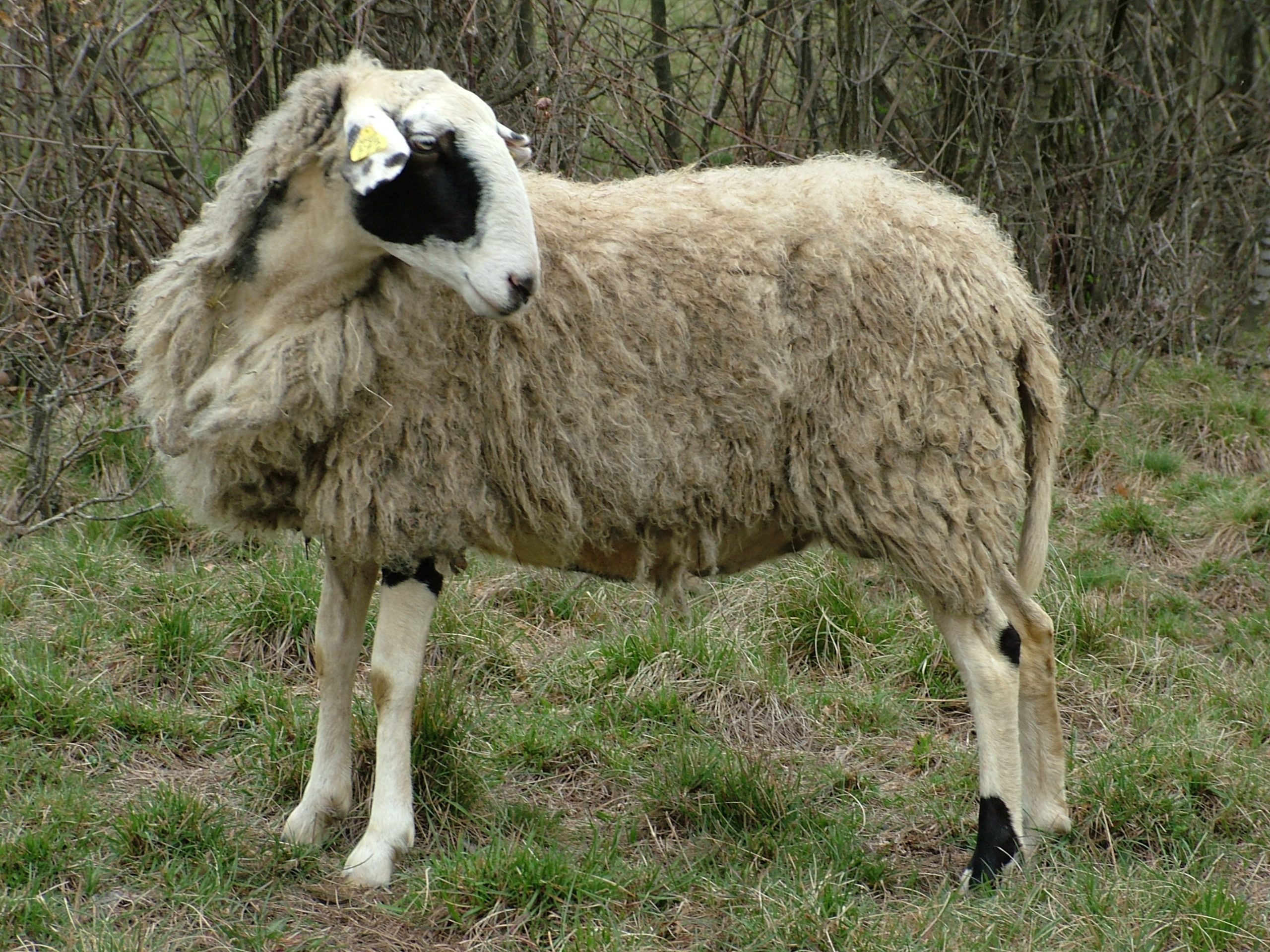 Oplemenjena jezersko-solčavska ovca - Register pasem