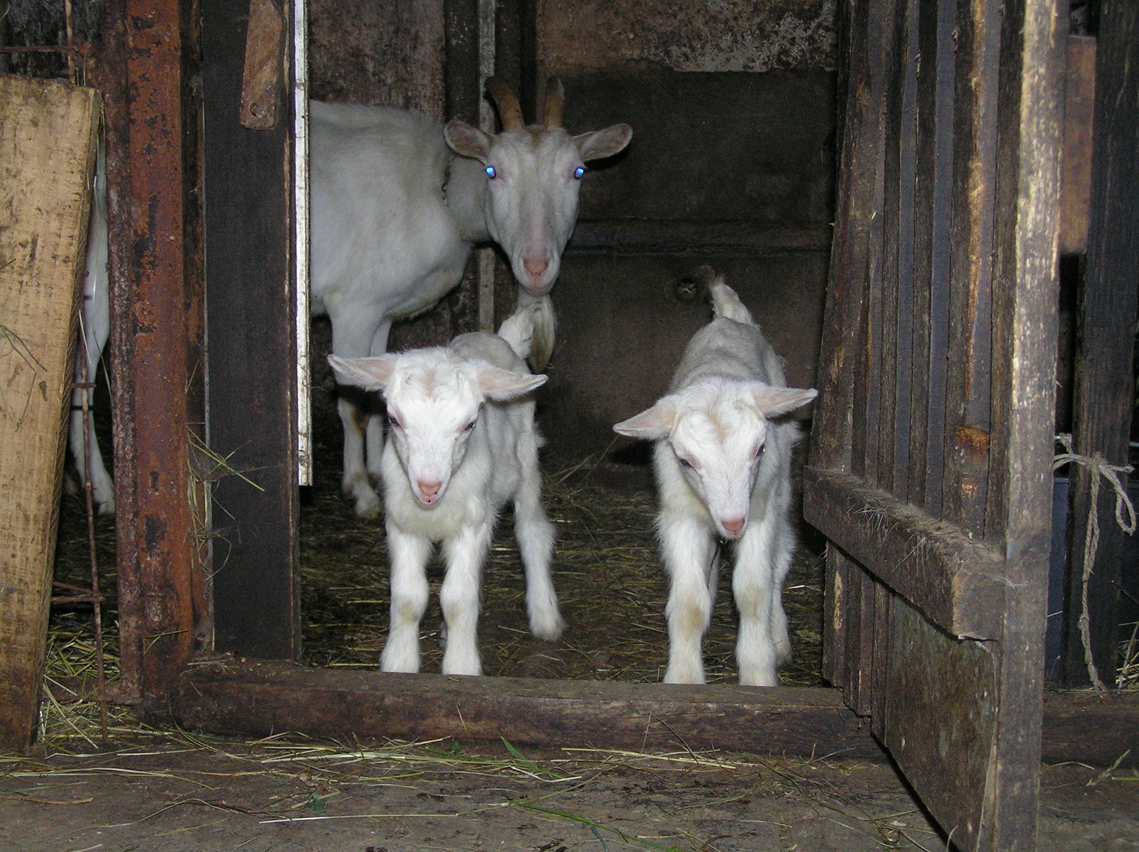 Slovenska sanska koza - Register pasem