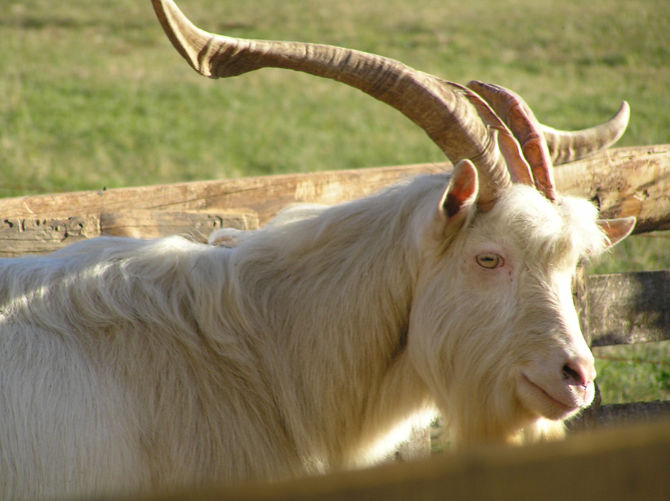 Slovenska sanska koza - Register pasem