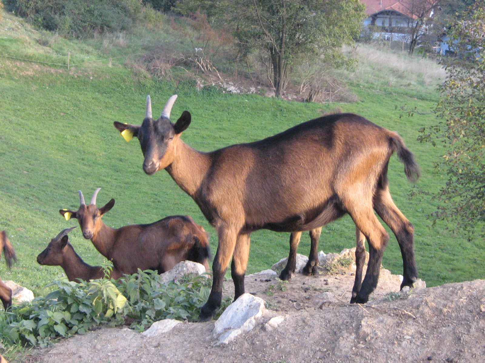 Slovenska srnasta koza - Register pasem