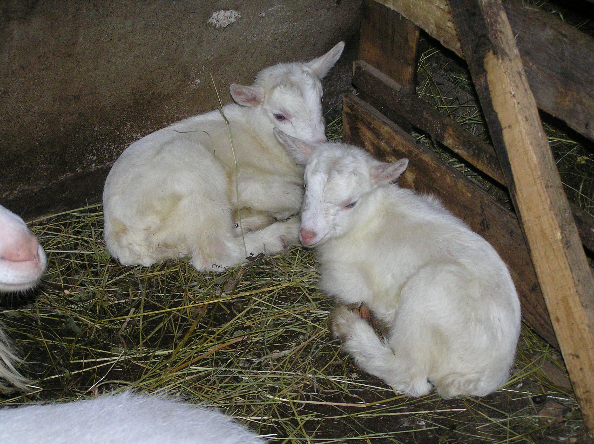 Slovenska sanska koza - Register pasem