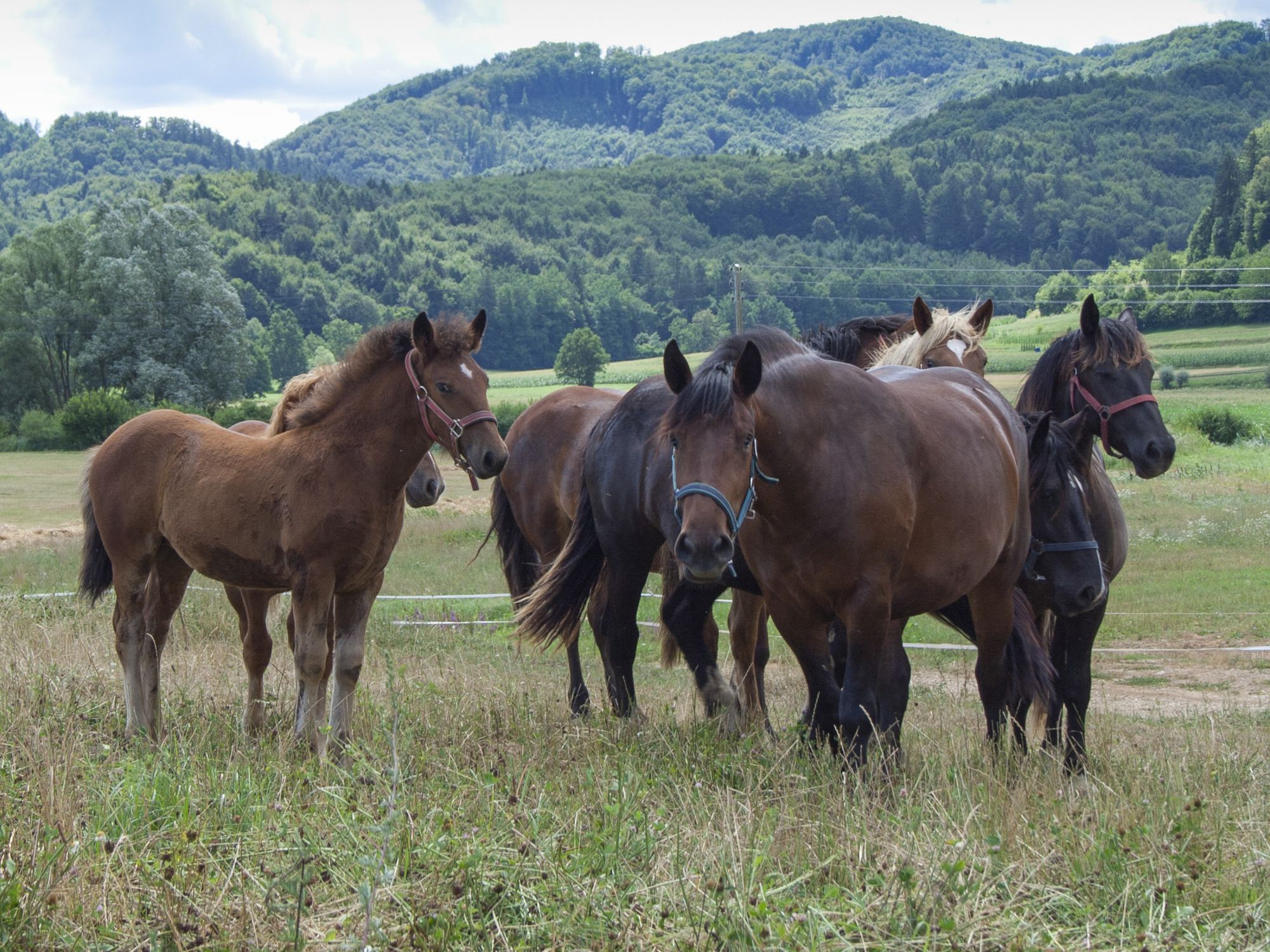 Slovenski hladnokrvni konj | Genska banka