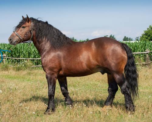 Slovenski hladnokrvni konj | Genska banka