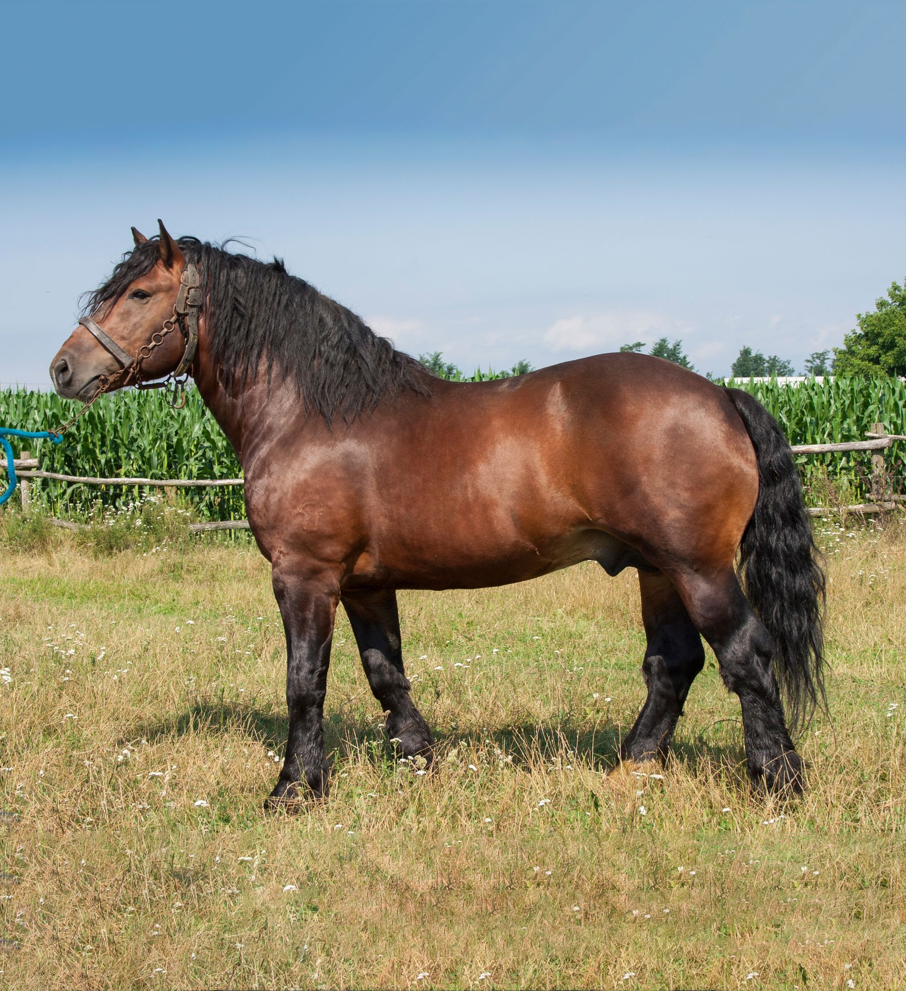 Slovenski hladnokrvni konj | Genska banka
